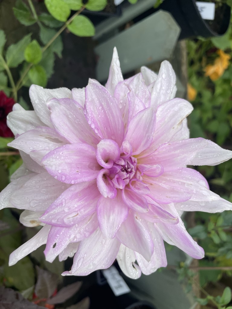 Dahlia Mikayla Miranda Tubers - Shaw Green Dahlias 🇬🇧 UK Trusted Company