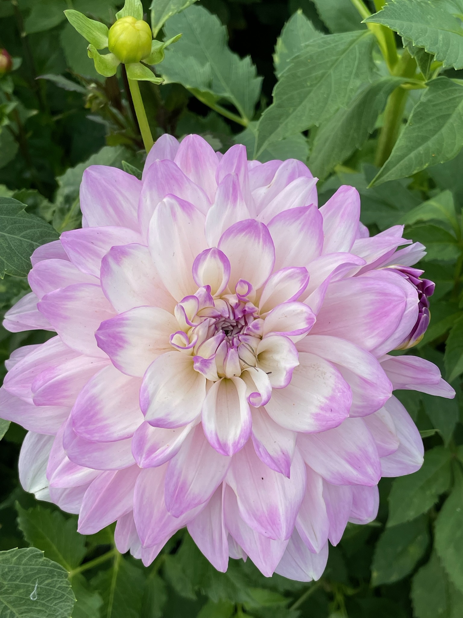 Dahlia Mikayla Miranda Tubers - Shaw Green Dahlias 🇬🇧 UK Trusted Company