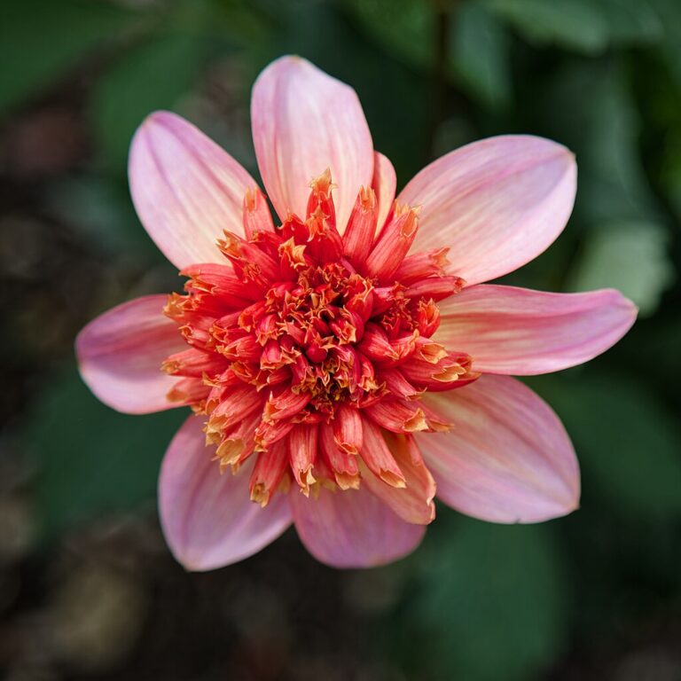 Shaw Green Dahlias 🇬🇧 Trusted UK Seller · Dahlia Tubers & Seeds