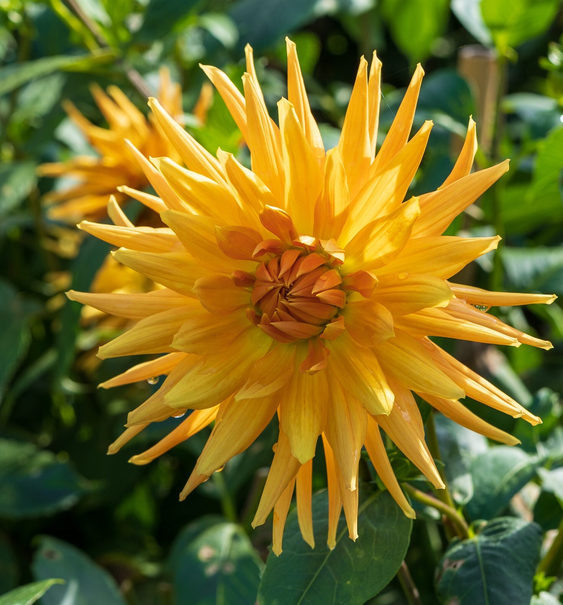Dahlia Golden Crown Tubers - Shaw Green Dahlias 🇬🇧 UK Trusted Company