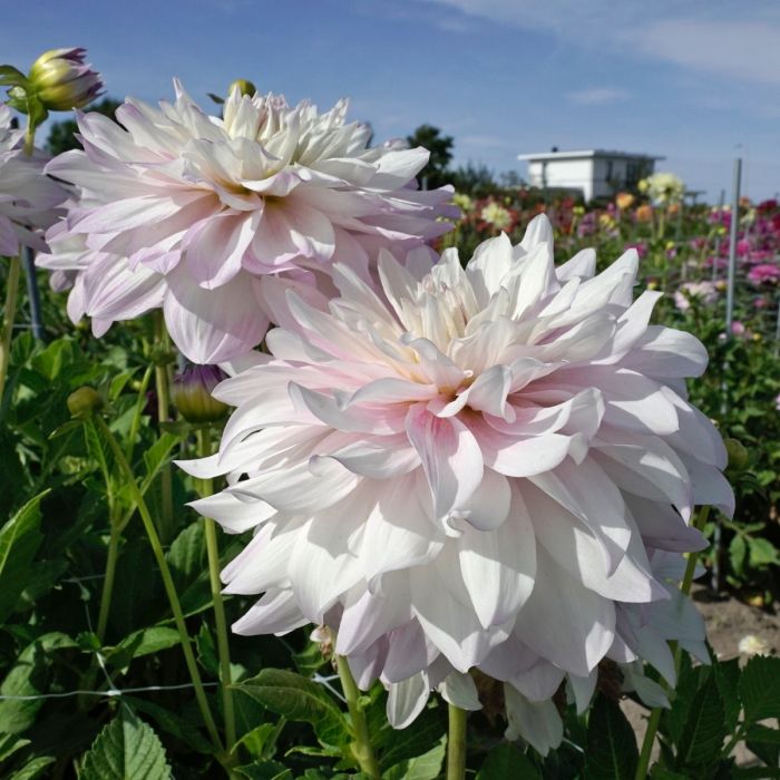 Dahlia Mikayla Miranda Tubers - Shaw Green Dahlias 🇬🇧 UK Trusted Company