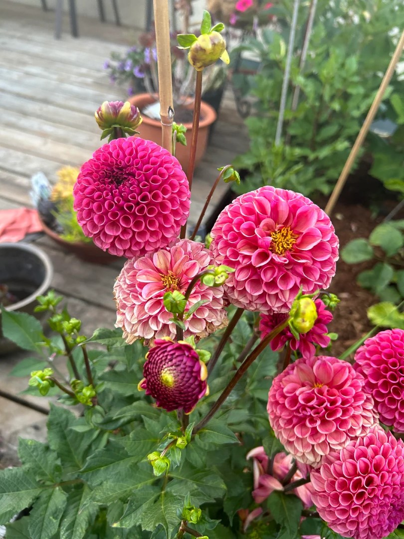 Dahlia Jowey Frambo Tubers - Shaw Green Dahlias 🇬🇧 UK Trusted Company