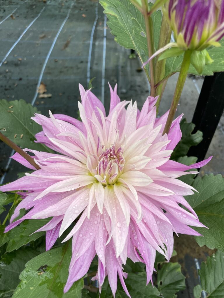 Dahlia Labyrinth Two Tone Tubers - Shaw Green Dahlias