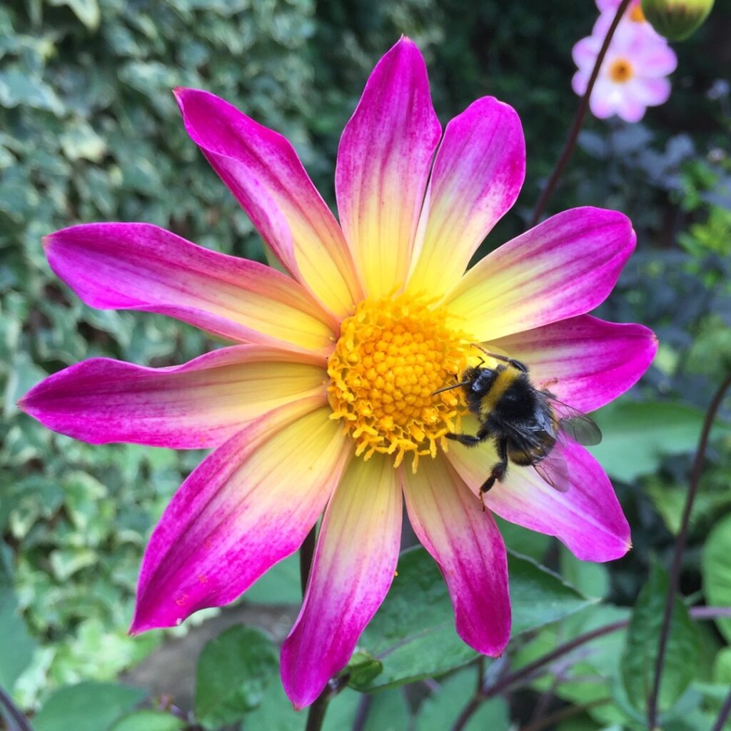 Dahlia Double Jill Tubers - Shaw Green Dahlias