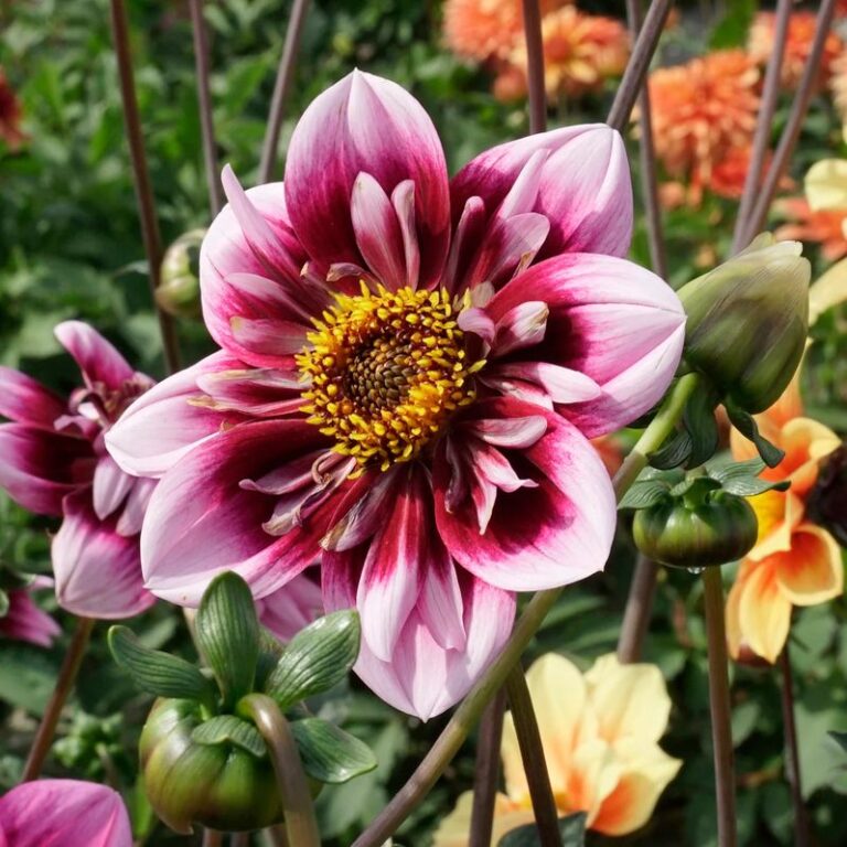Dahlia Liquid Desire Tubers - Shaw Green Dahlias