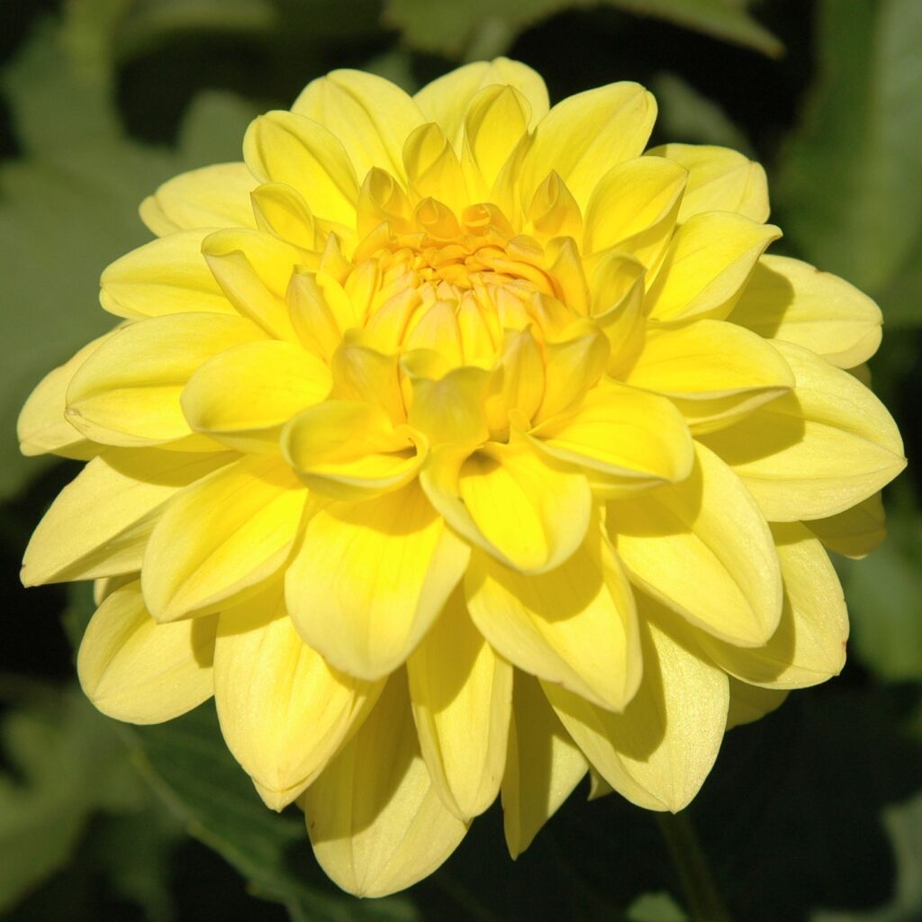 Dahlia Sisa Tubers - Shaw Green Dahlias