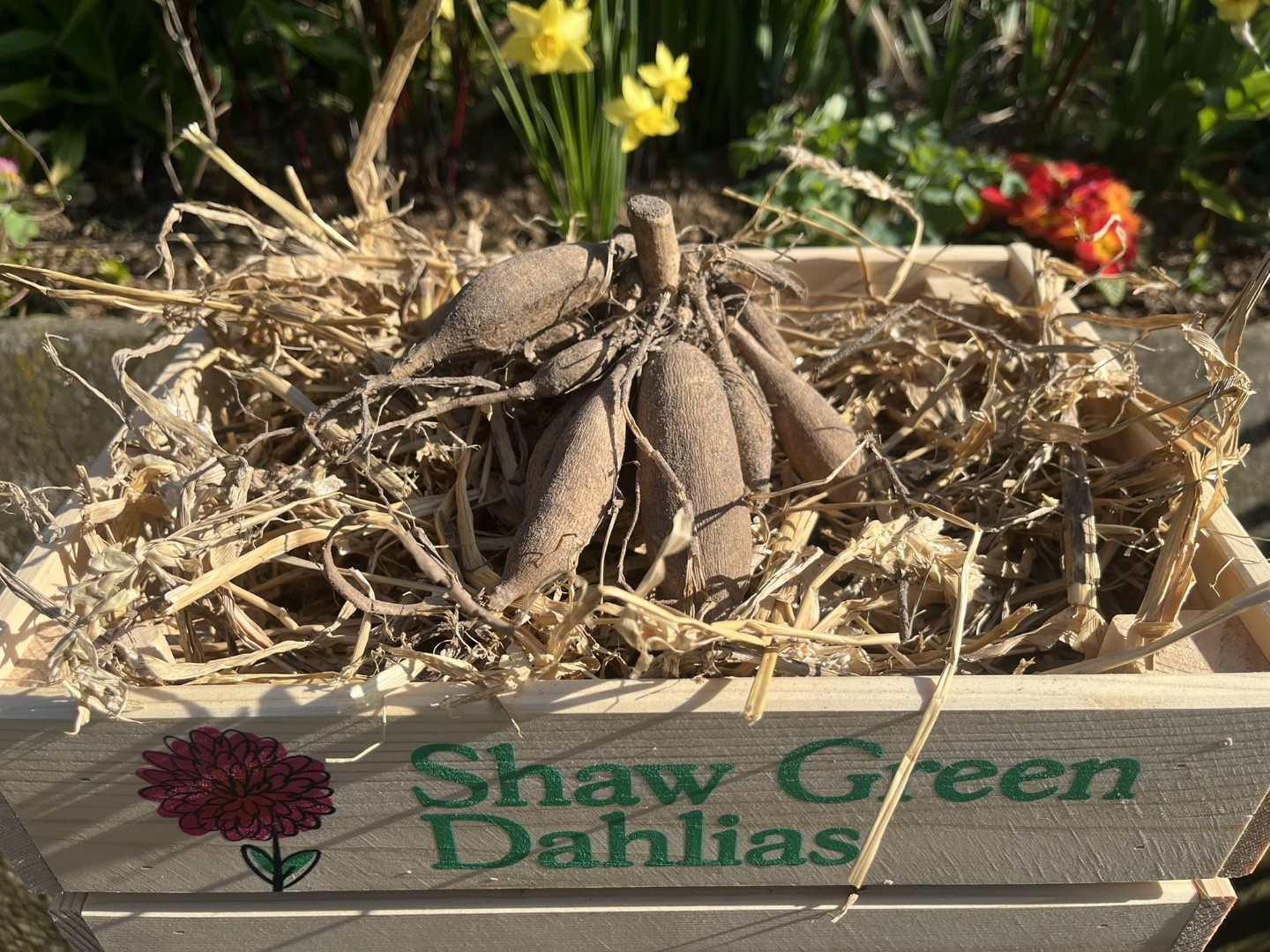 Dahlia Burlesca Tubers - Shaw Green Dahlias 🇬🇧 UK Trusted Company