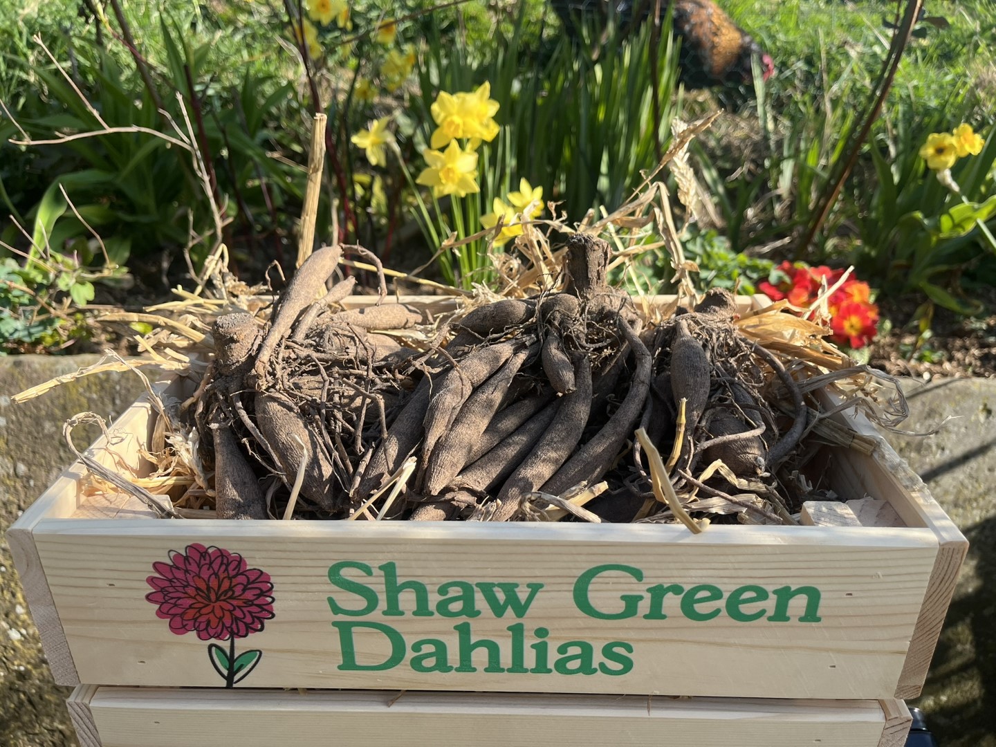 Dahlia Holland Festival Tubers - Shaw Green Dahlias 🇬🇧 UK Trusted Company